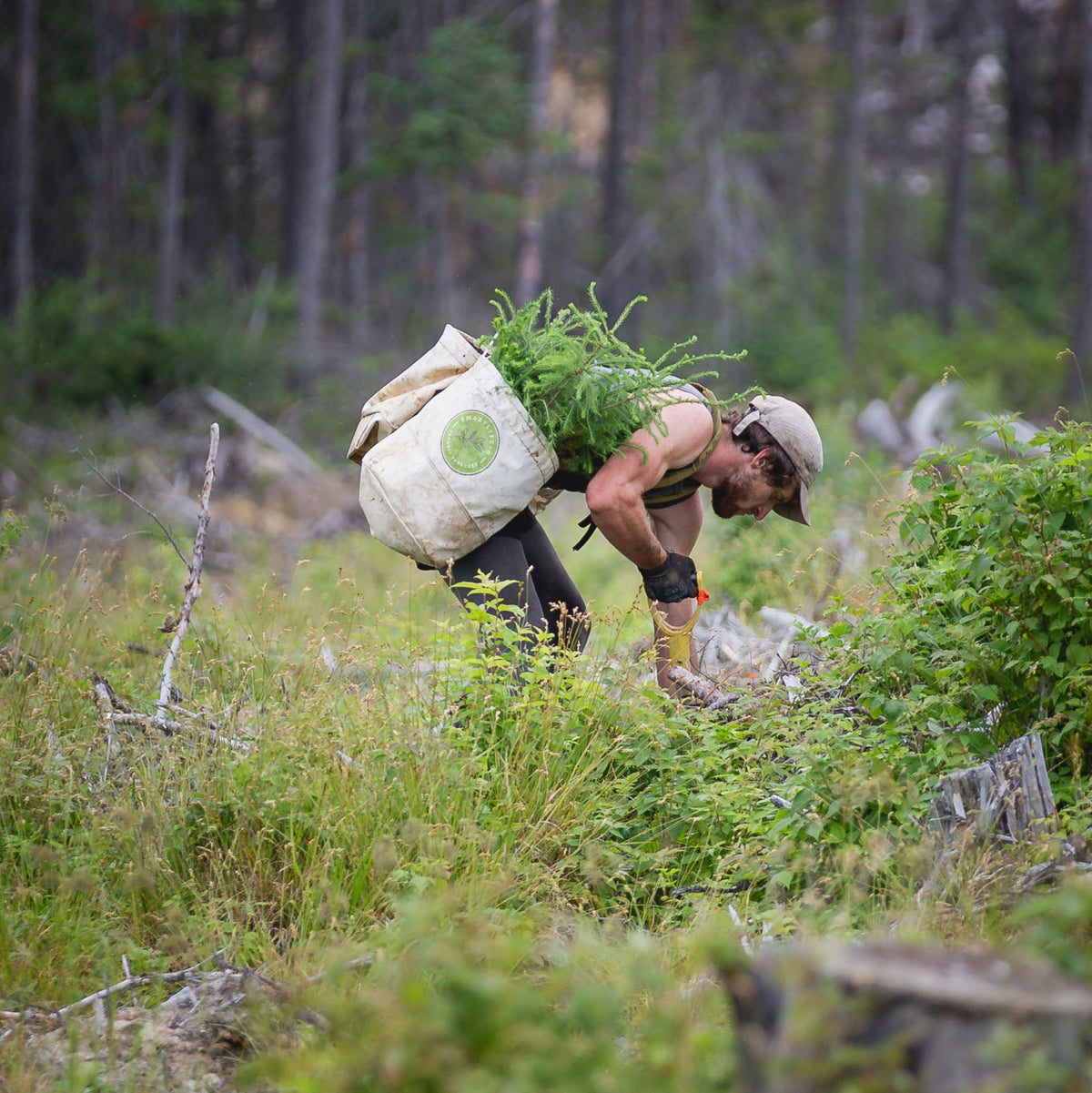 Planting A Tree For Every Order – SmartLifEco – SmartLifeco